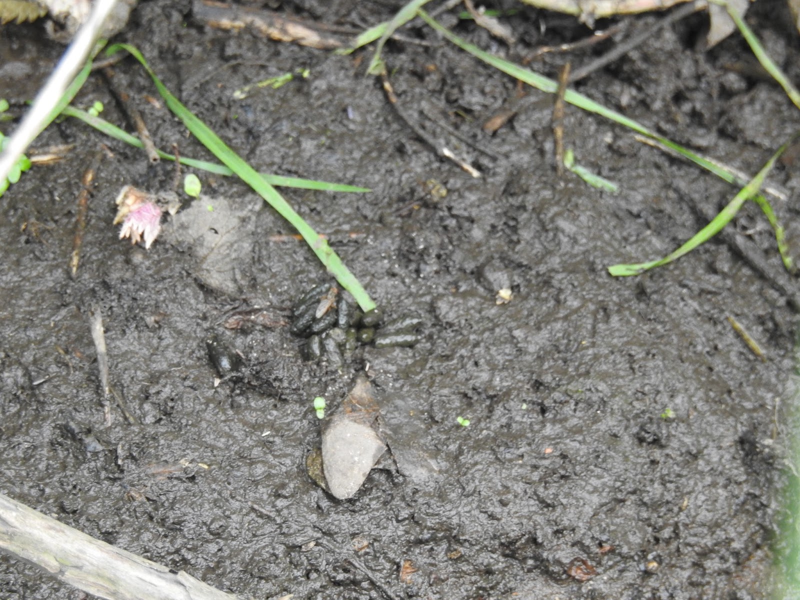 About a Brook: Whixall and Greenfields