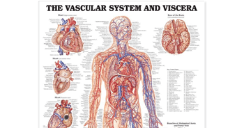 Bagan Sistem Vaskular Dan Organ Dalam Anatomical Chart - Toko Medis Jual Alat Kesehatan