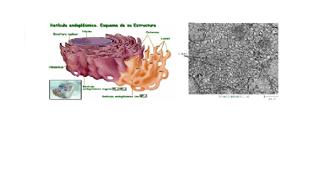 Reticulo endoplasmático liso