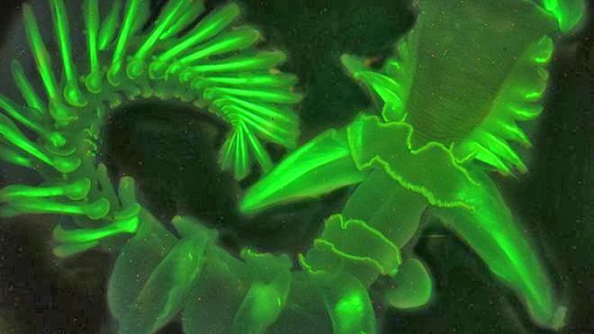 Oceanography : A Glowing Worm