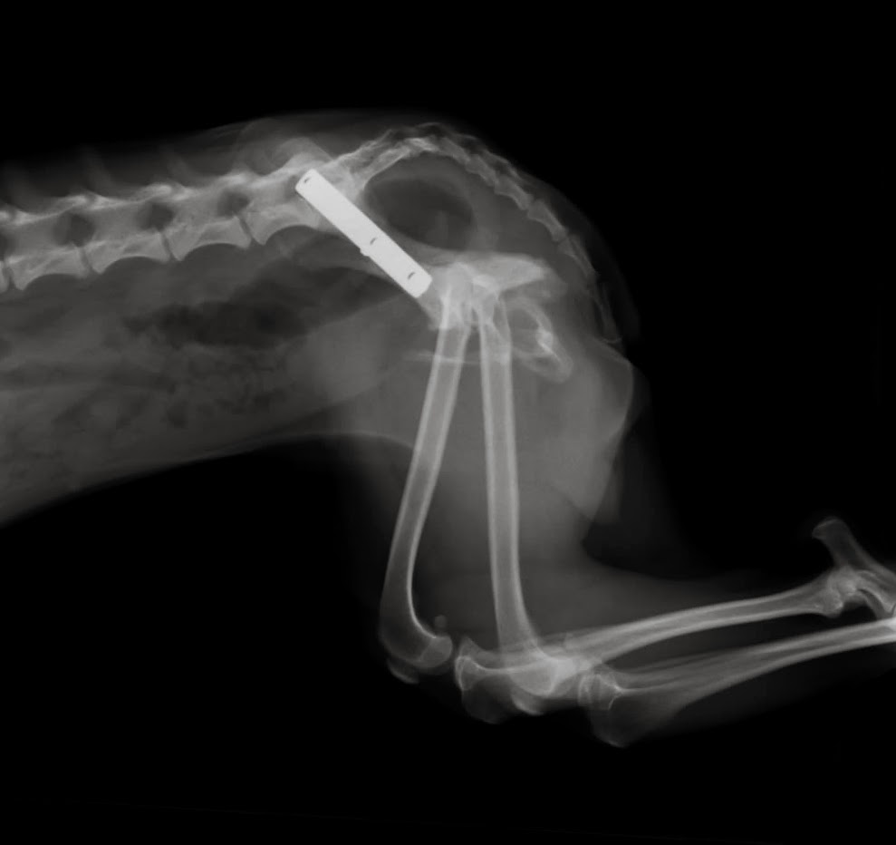 ARTROVET: Fractura de cadera