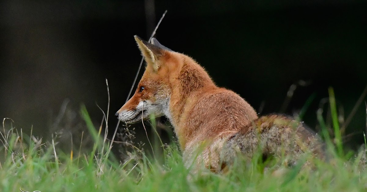 WILDLIFE GATEWAY: RENART, le "Fripon divin"