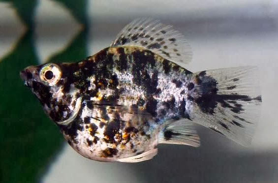 Ikan Hias dan Dunianya: Cara merawat dan memijahkan ikan Molly