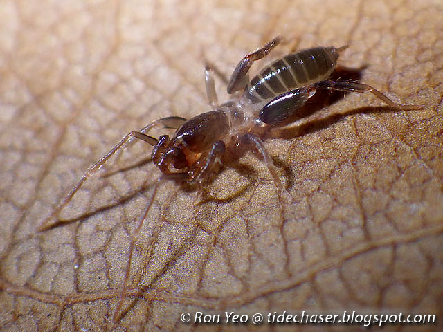 tHE tiDE cHAsER: Spiders, Scorpions & Other Arachnids (Phylum ...