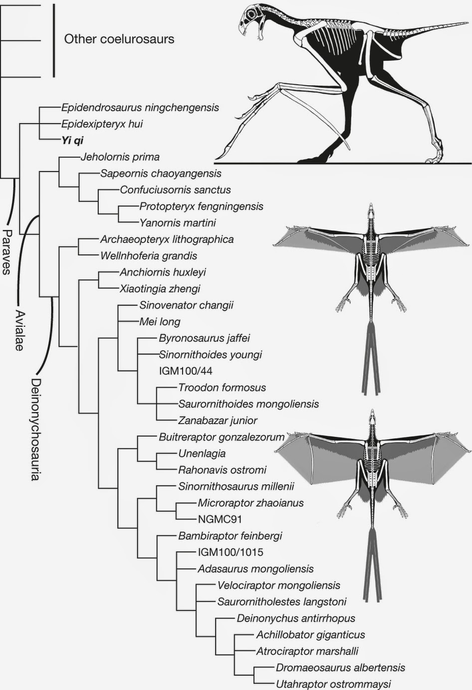 Species New to Science: [Paleontology • 2015] Yi qi • A Bizarre ...