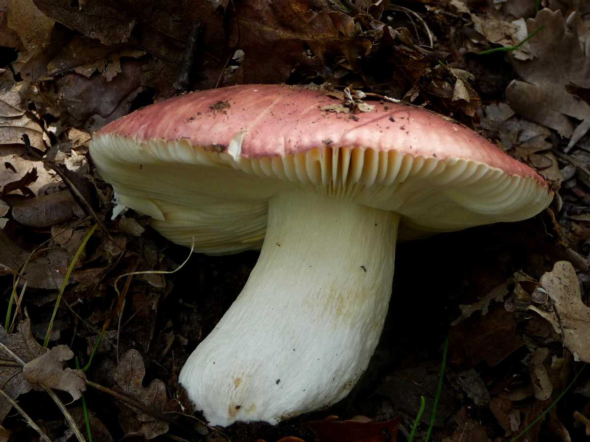 r o b i n 's y a r d: Russula