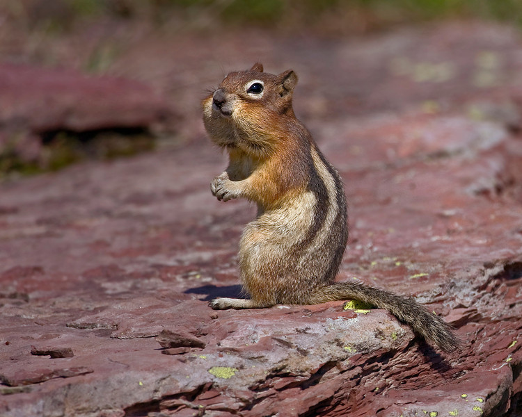 Smug Animals: August 2011