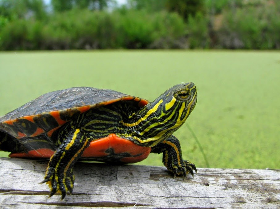 Awakenings: Colorado: Land That Captivates the Imagination