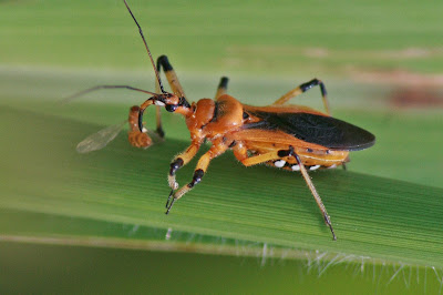 Assassin Bug