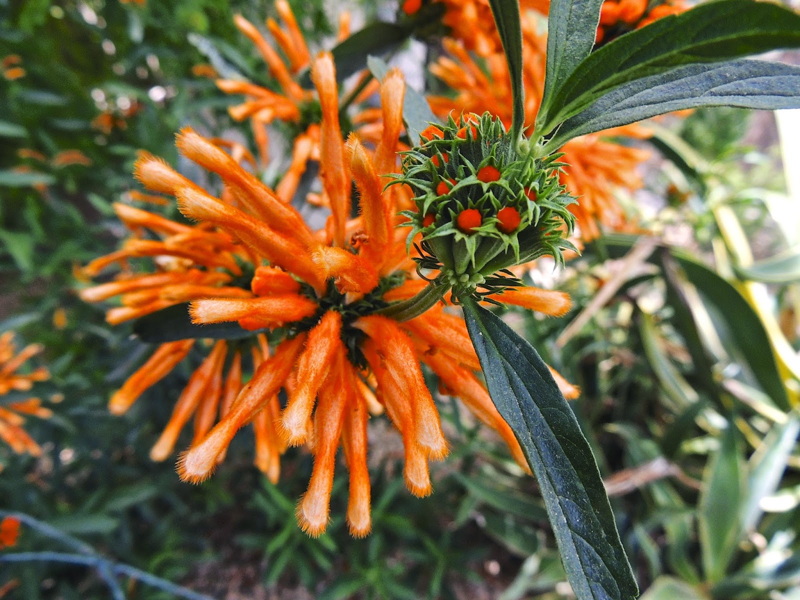 Scottsdale Daily Photo: Photo: Lion's Tail Flower