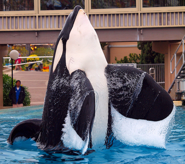 Animals of the world: Ulises "Orca"