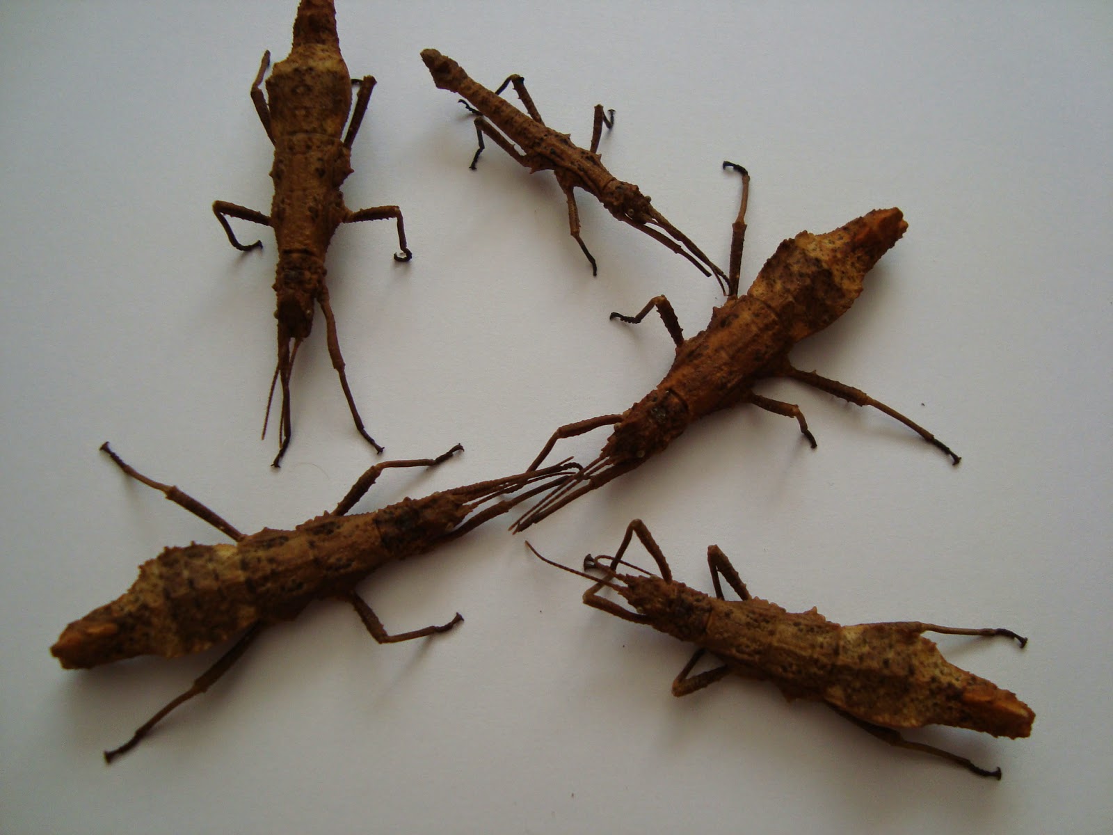 Patyczakowo - świat pełen owadów: Chrząszcze i straszyki - fotki