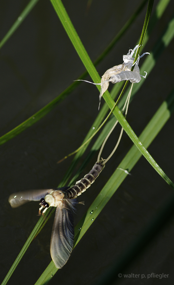 Nature photos from an Amateur Naturalist: Bodrog River, Hungary (Fluß ...