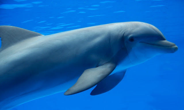 Dolphin | THE NATURE OF THE WORLD