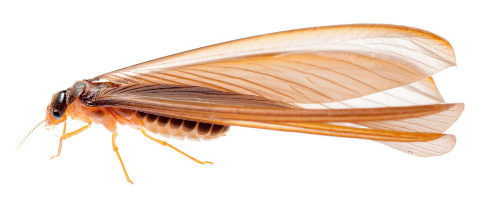 Kemana Kelkatu Pergi Selepas Tinggalkan Sayapnya Bertaburan Atas Lantai ...