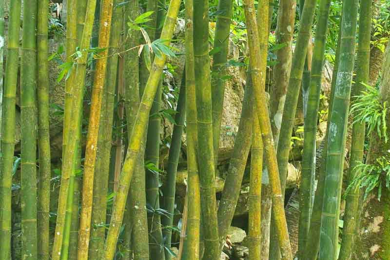 Ryukyu Life: Bamboo Can Drive You to Drinking