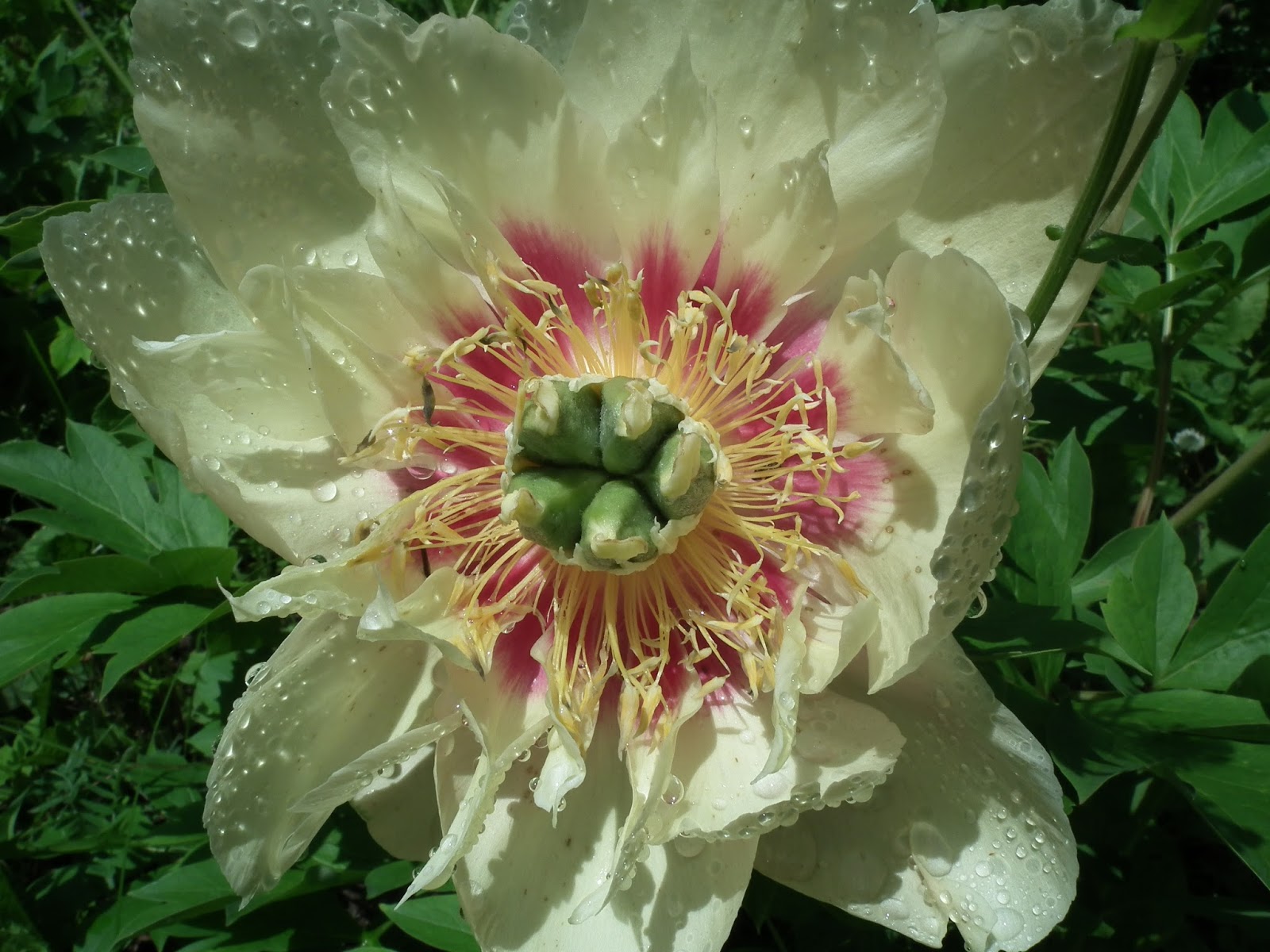 Peonies