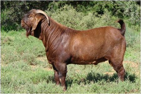 kalahari red | CABRAS