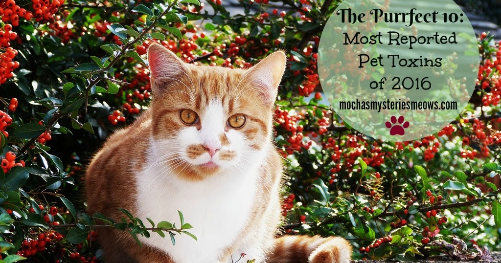 Melissa's Mochas, Mysteries and Meows: The Purrfect 10: Most Reported Pet Toxins of 2016