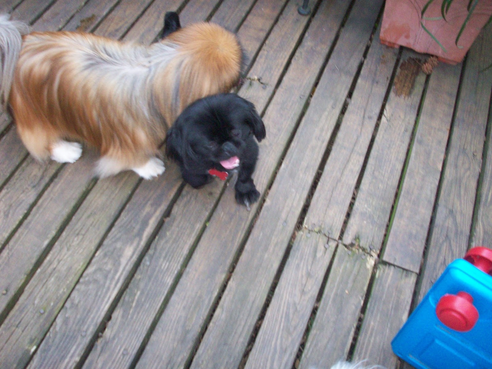 Must Love Pekes: PIPER AND SIR JENKINS