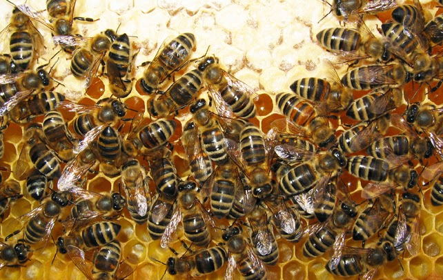 Amazing Facts About Honeybees Facts About Bees And Honey amazing-facts-about-honeybees-facts-about-bees-and-honey