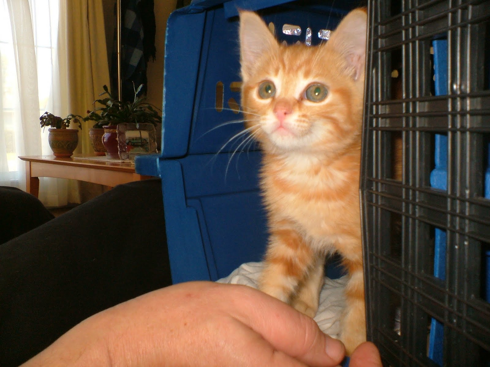 The Very Best Cats: Happy Gotcha Day Motor