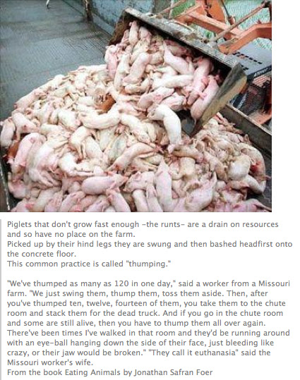 Welcome to the Vegosphere: Thumping