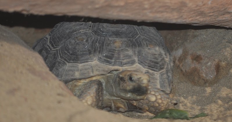 ZOOTOGRAFIANDO (6.096 ANIMALS): TORTUGA DE TEXAS / TEXAS GOPHER ...