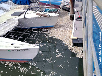 Mass Dead Fish Phenomenon Reported at All Coast Lines of The US | VIDEO