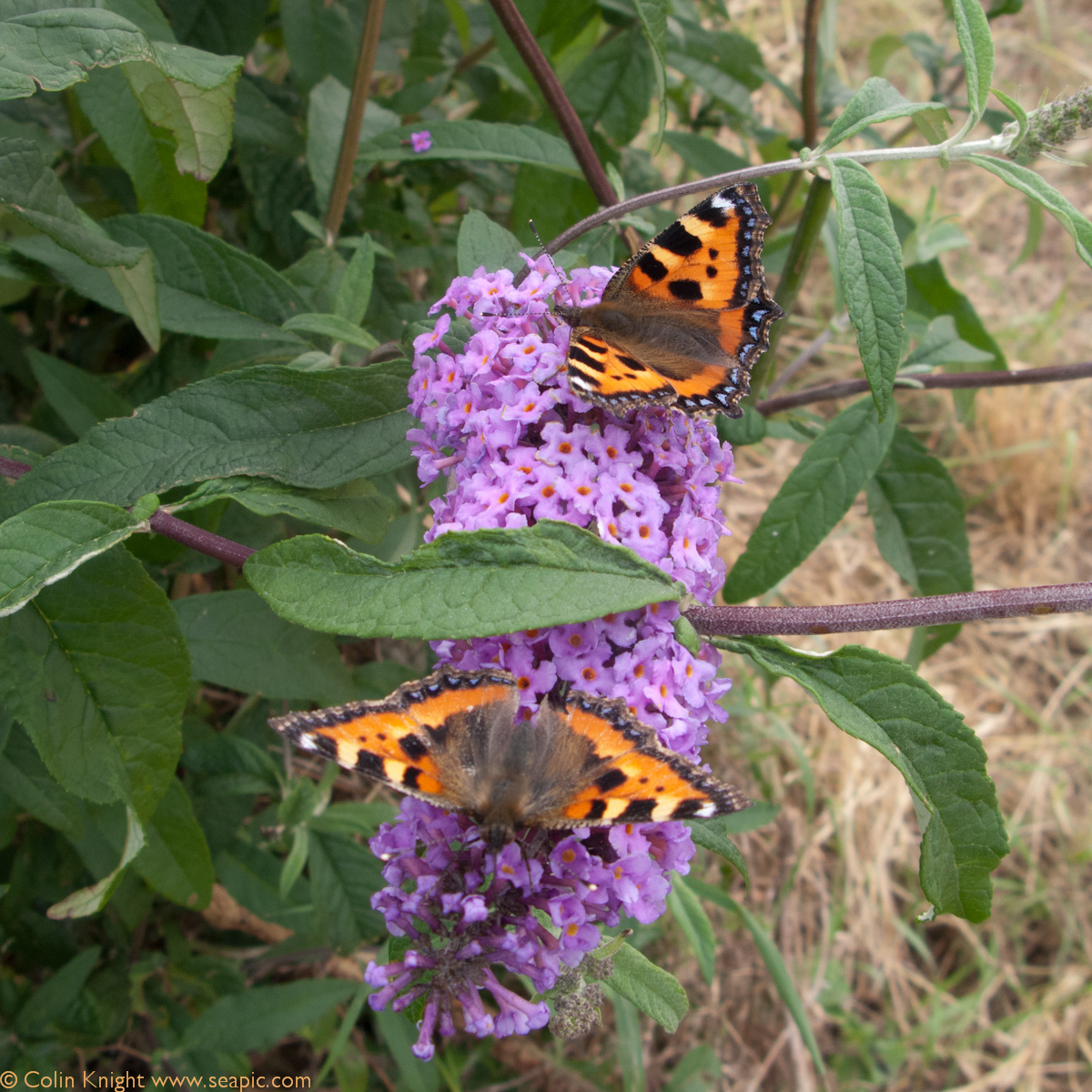 Postcards from Sussex: Tortoiseshells thrive on farmland