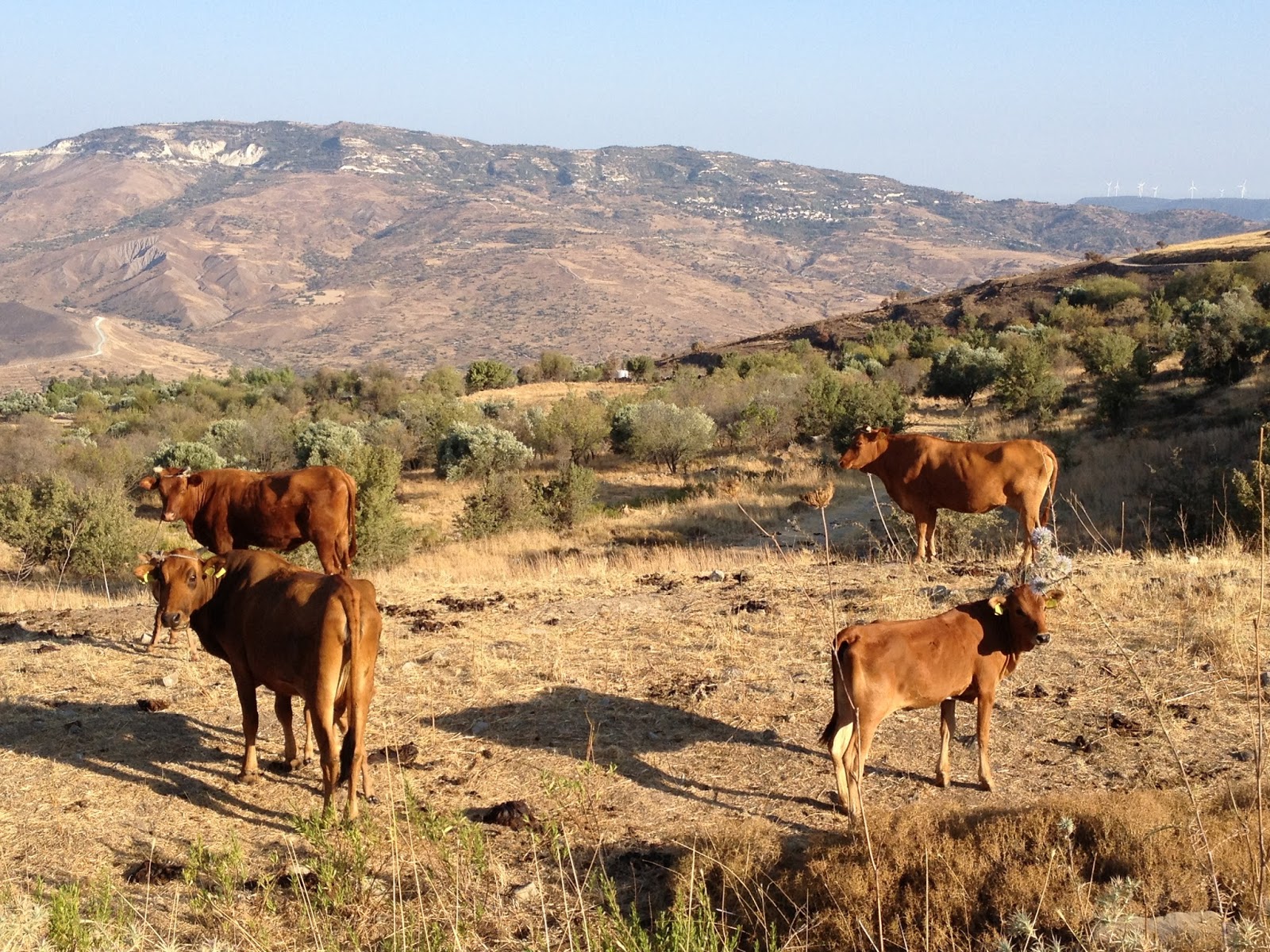 SecretCyprusTravel: Cows on a valley, Pafos