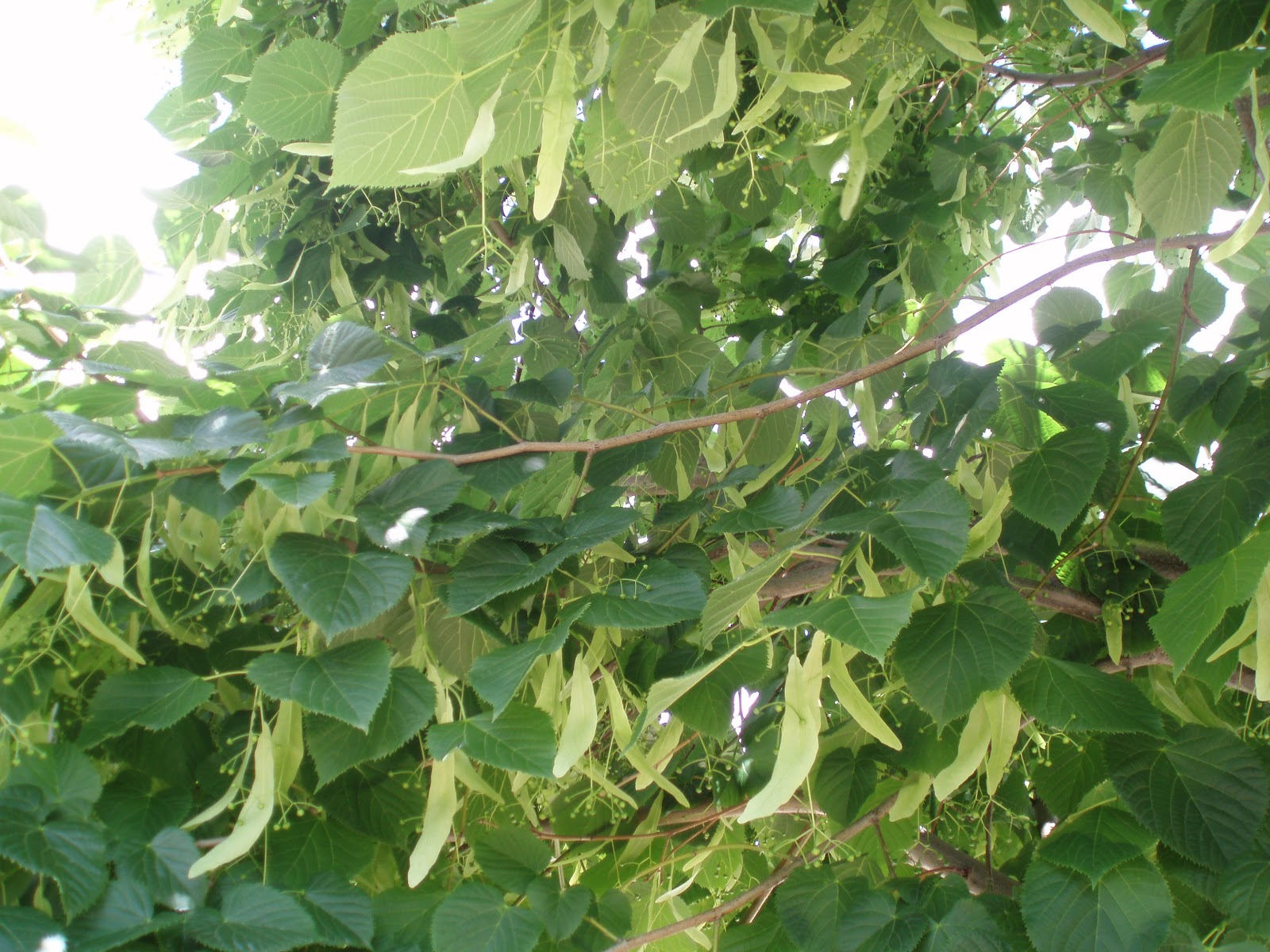 Desde "El Llano Bullas": Tilo