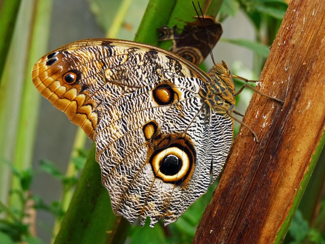 ECOSISTEMAS DE COSTA RICA: INSECTOS