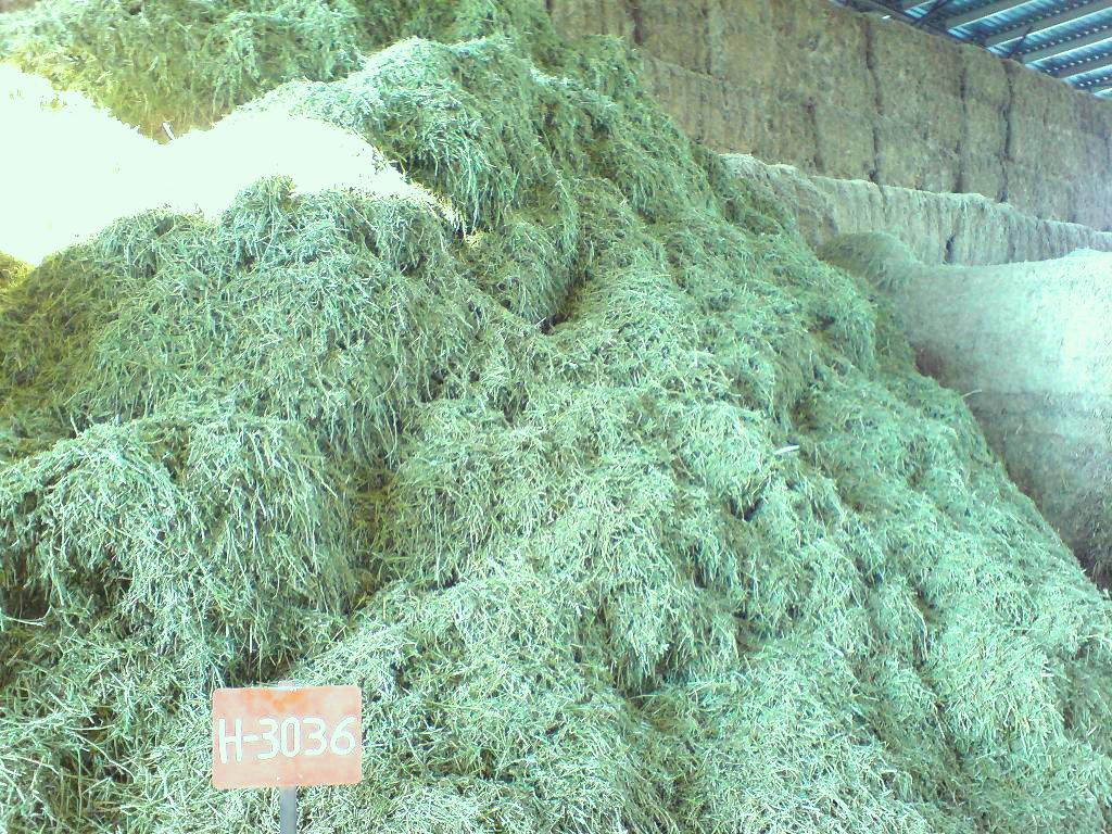 alimentacionderumiantes : La Alfalfa en la Alimentación del Ganado