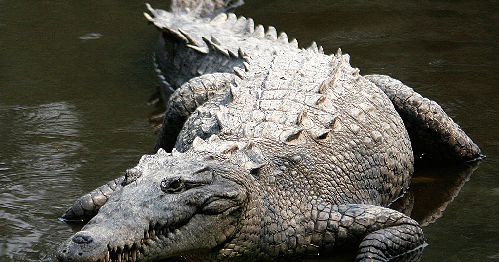 D&D: Journey through Crocodile Crossroads