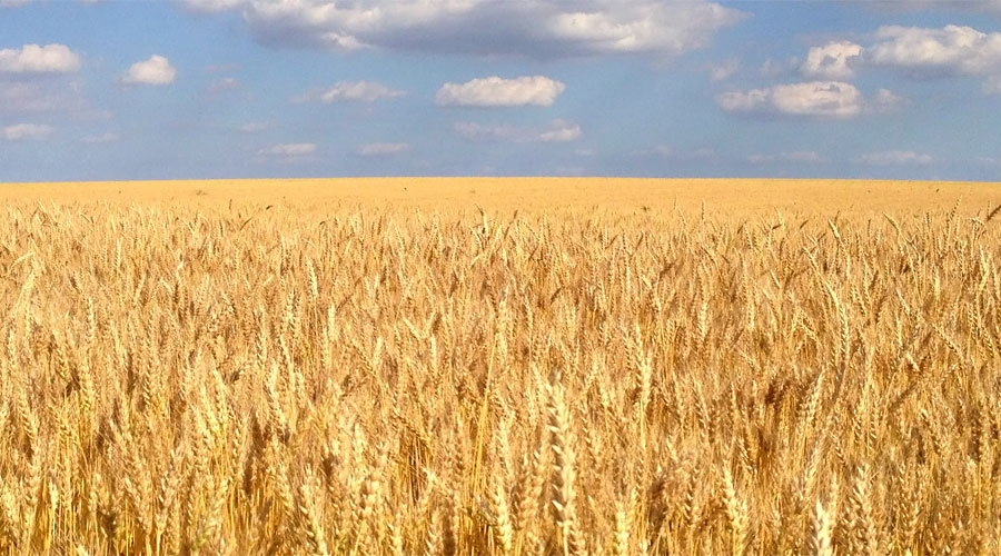 Ekin nedir ne demektir? Anlamı - Laf Sözlük