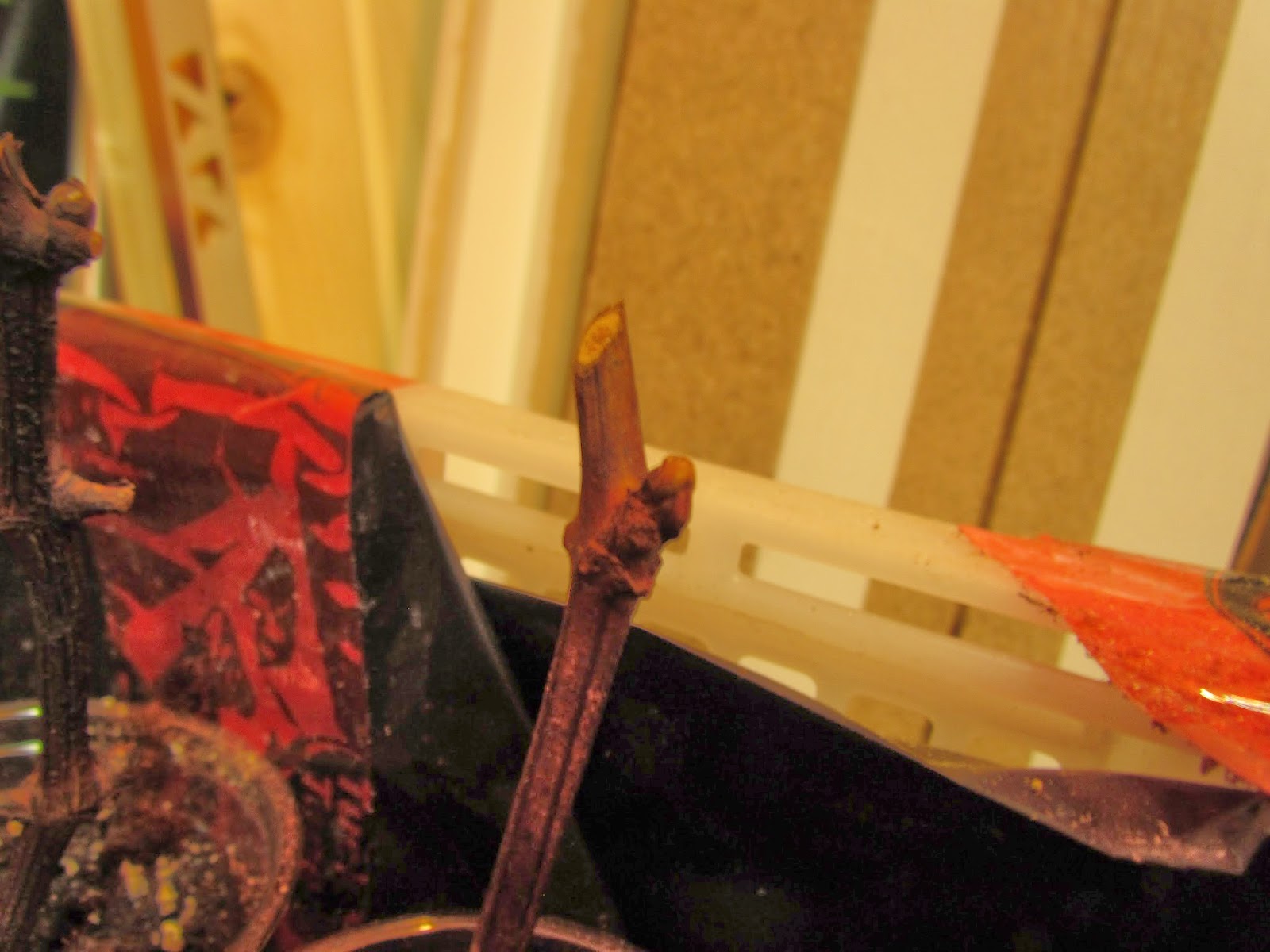 .: Starting Grape Vine Cuttings