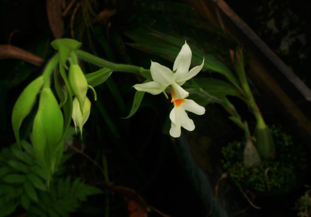 Jenis Tanaman Anggrek Dan Cara Budidaya Lengkap - TUKANG TAMAN SURABAYA