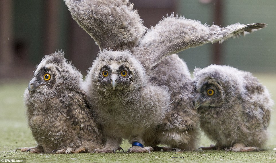 White Wolf : Internet Falls in Love With Four Cuddly Baby Long-Eared ...