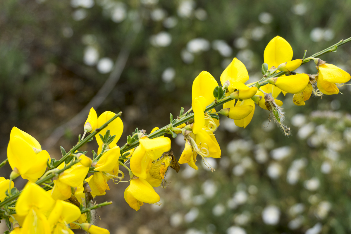 Plantas de Huerta Otea, Salamanca: Retama negra, escoba rubia (Cytisus ...