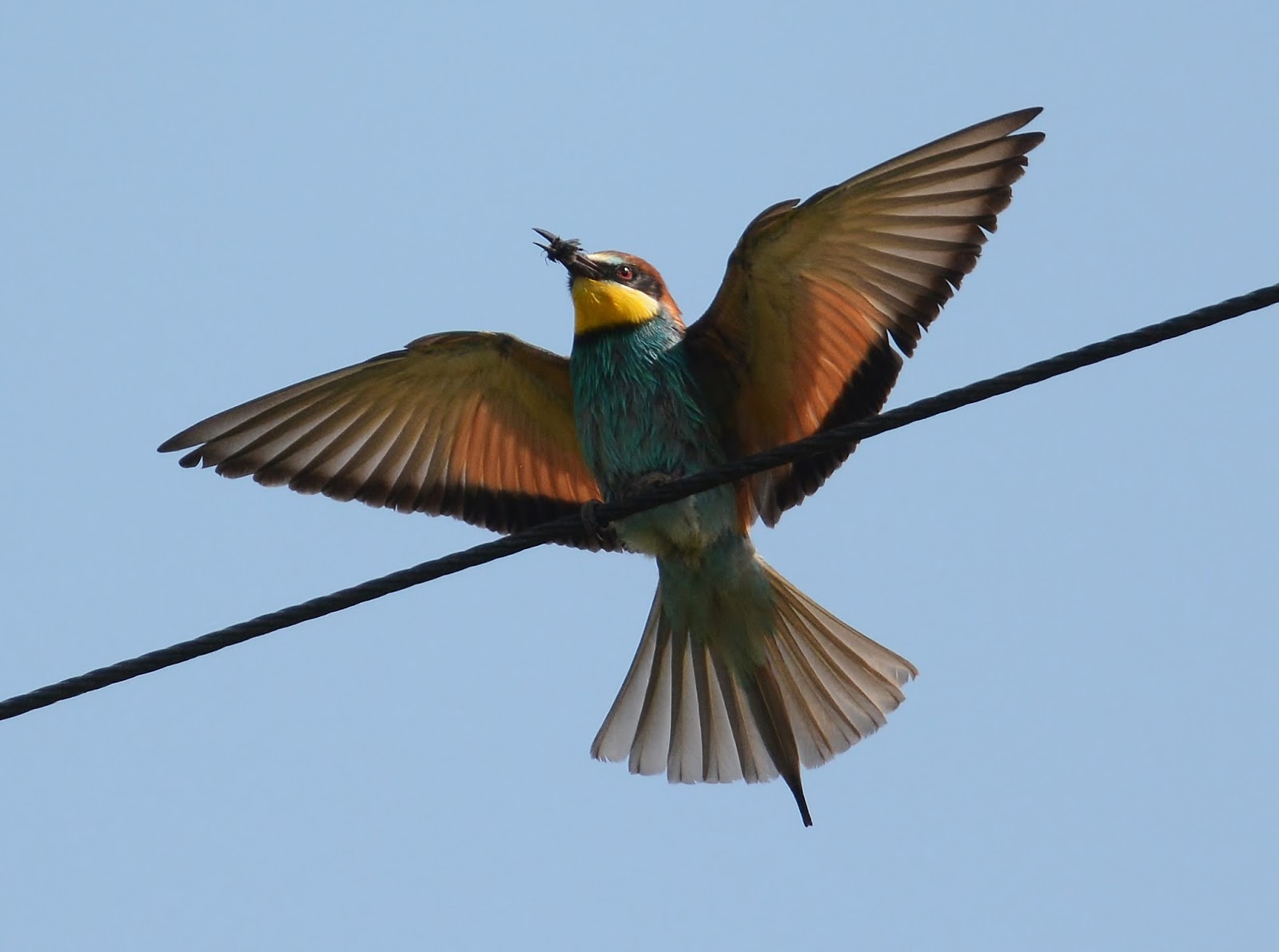 mick's Norfolk roost: Bee-eater now day six