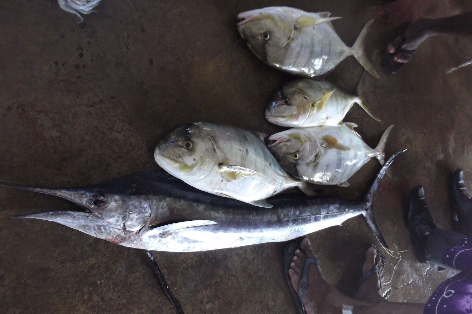 NEGOMBO SEAFOODS: THALAPATH