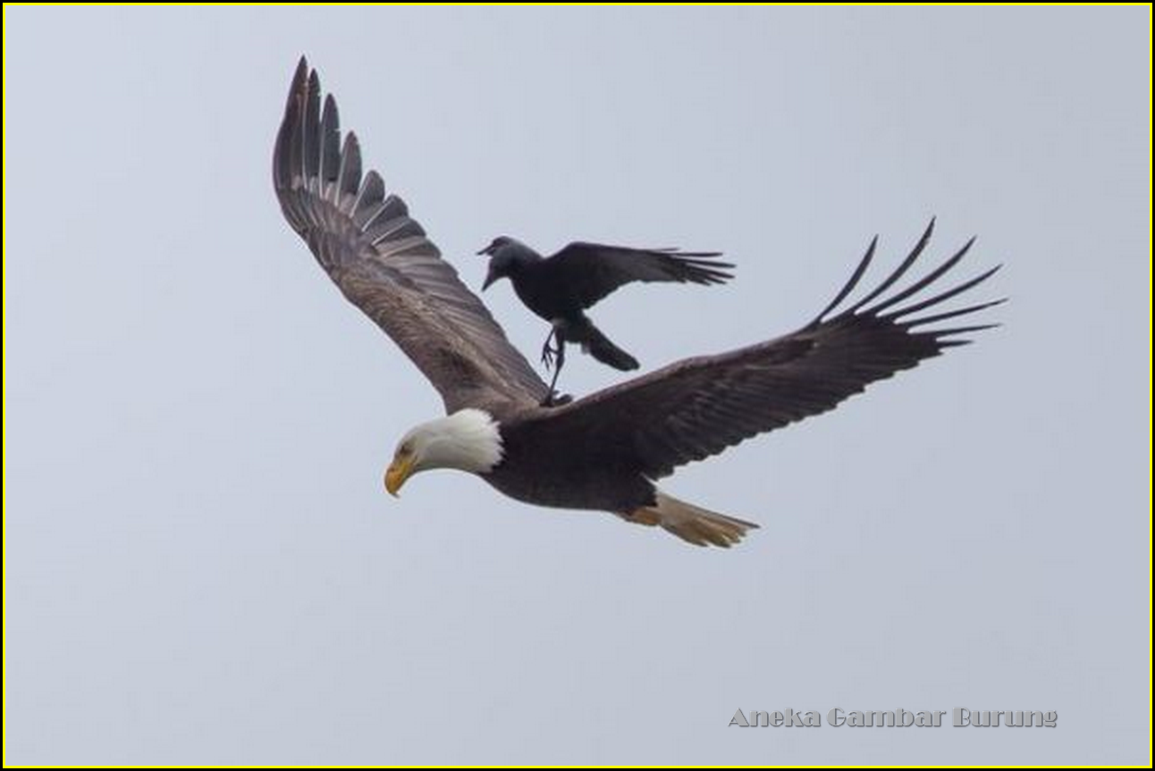 38 Aneka Gambar Helang yang Unik dan Seronok di Hutan Melayu - ANEKA ...