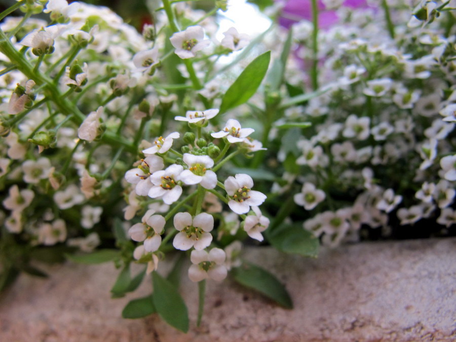 FLORA NEL SALENTO e.. anche altrove: Lobularia maritima (L.) Desv ...