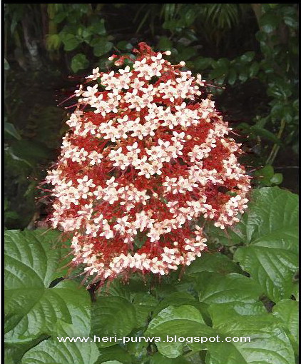 Heri Purwa Personal BLog: Manfaat Tanaman Herbal Bunga Pagoda