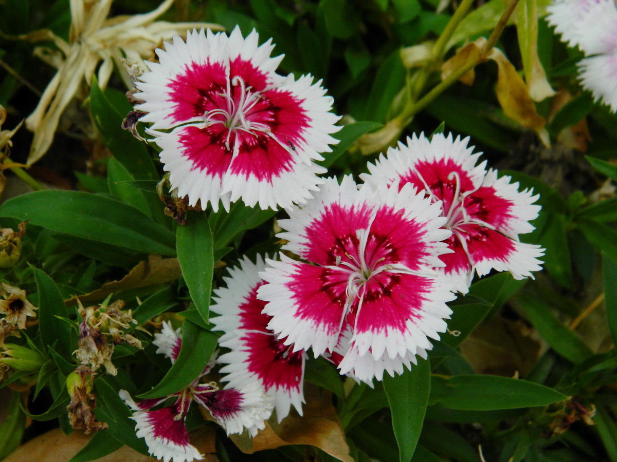 LA MULTI ANI, ROMANIA!: Garofite pitice