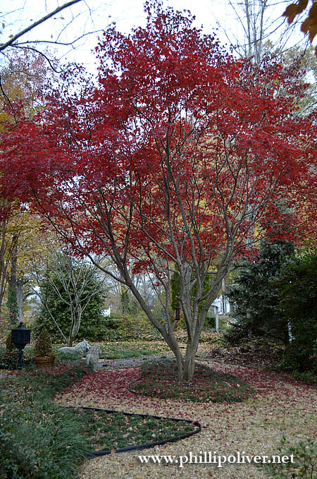 More Japanese Maples
