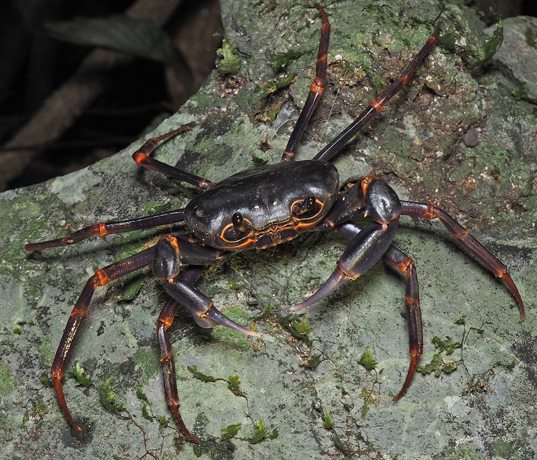 Species New to Science: [Crustacea • 2020] Calcipotamon puglabrum • A ...