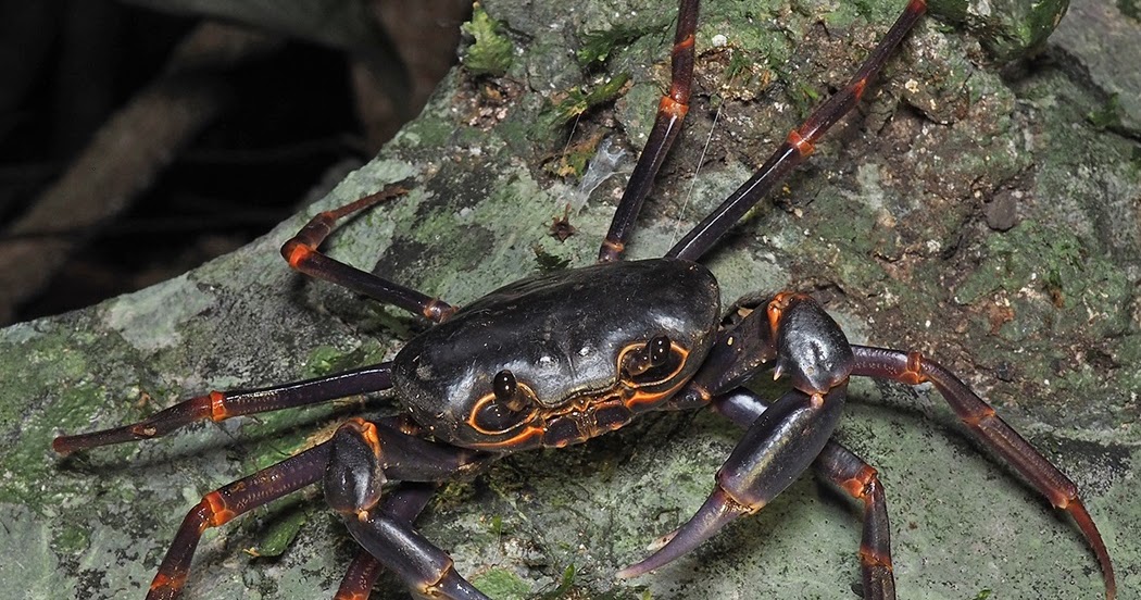 Species New to Science: [Crustacea • 2020] Calcipotamon puglabrum • A ...