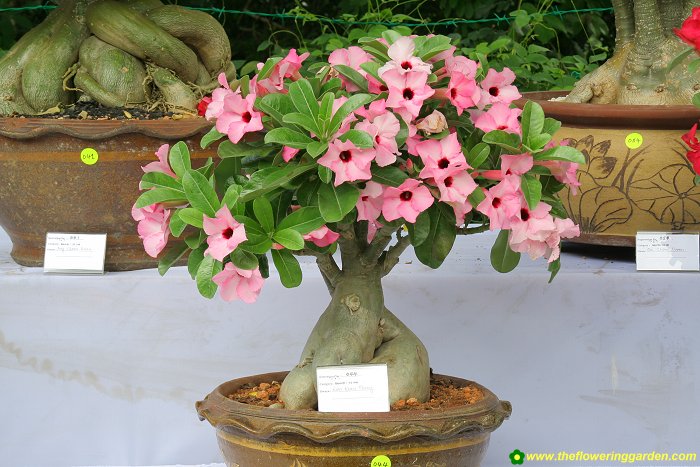 Adenium Bonsai Obesum Desert Rose Rajasthan Jaipur | Bonsai Adenium Plant